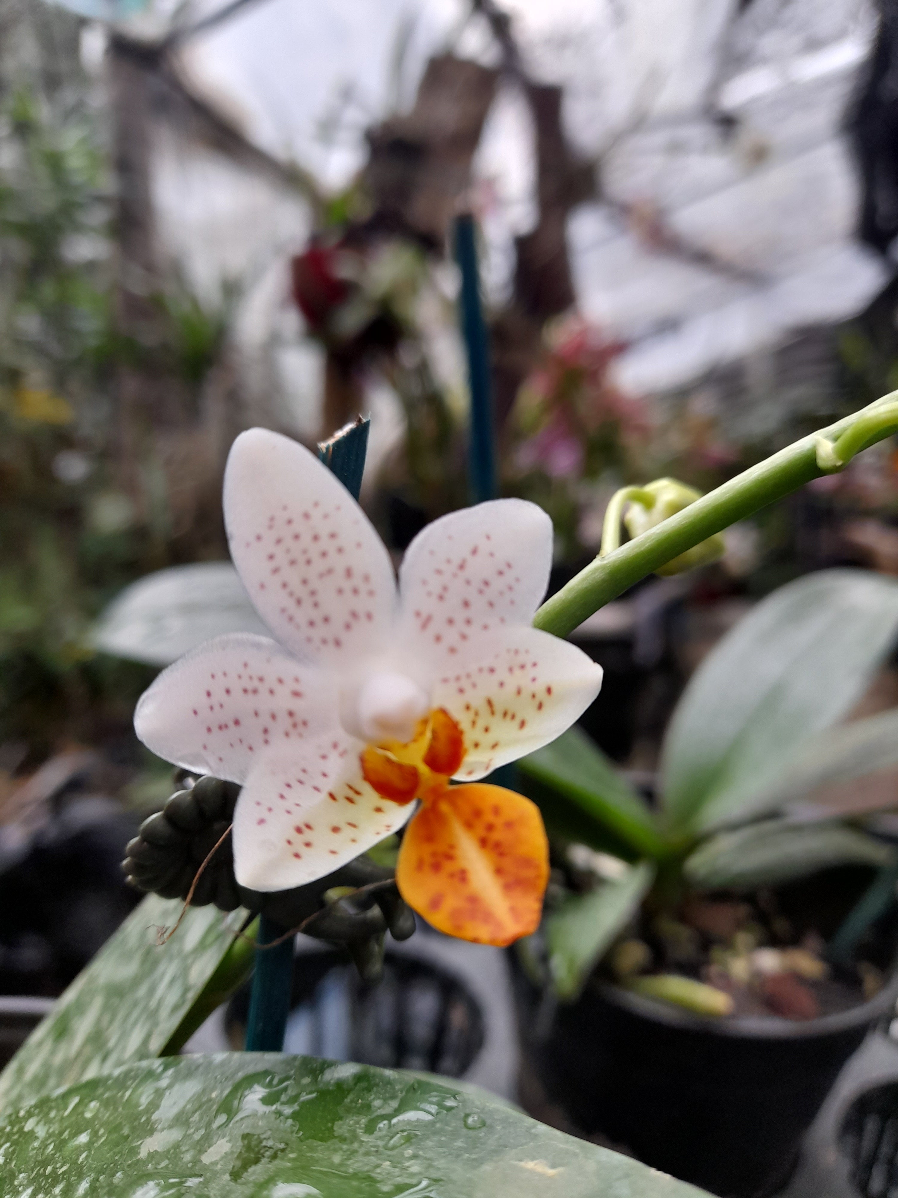 Phal. Mini Mark 'Holin' - Flowering | FONG PING ORCHIDS NURSERY