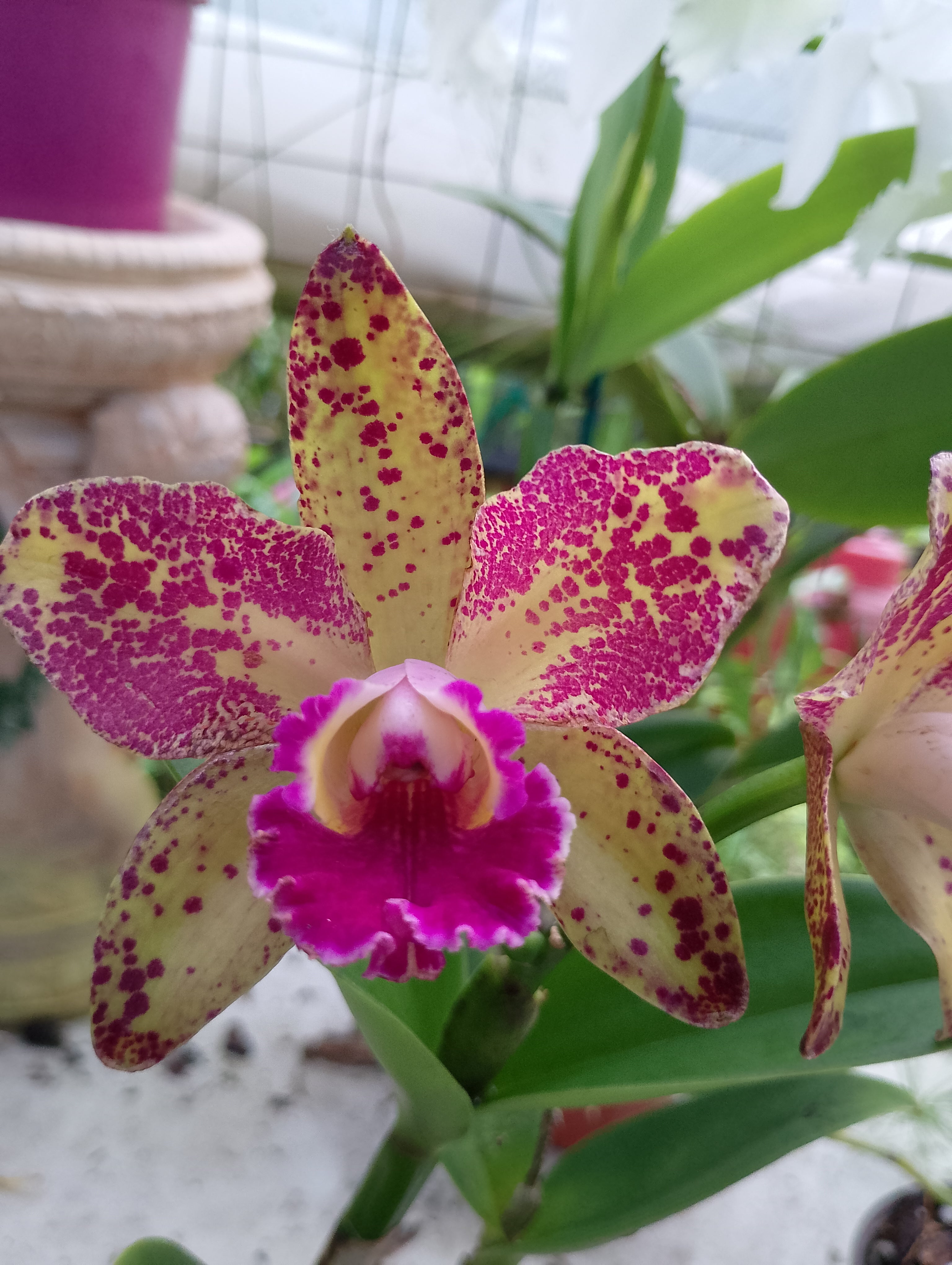 Rlc. Waianae Leopard 'Ching Hua' AM/AOS | FONG PING ORCHIDS NURSERY