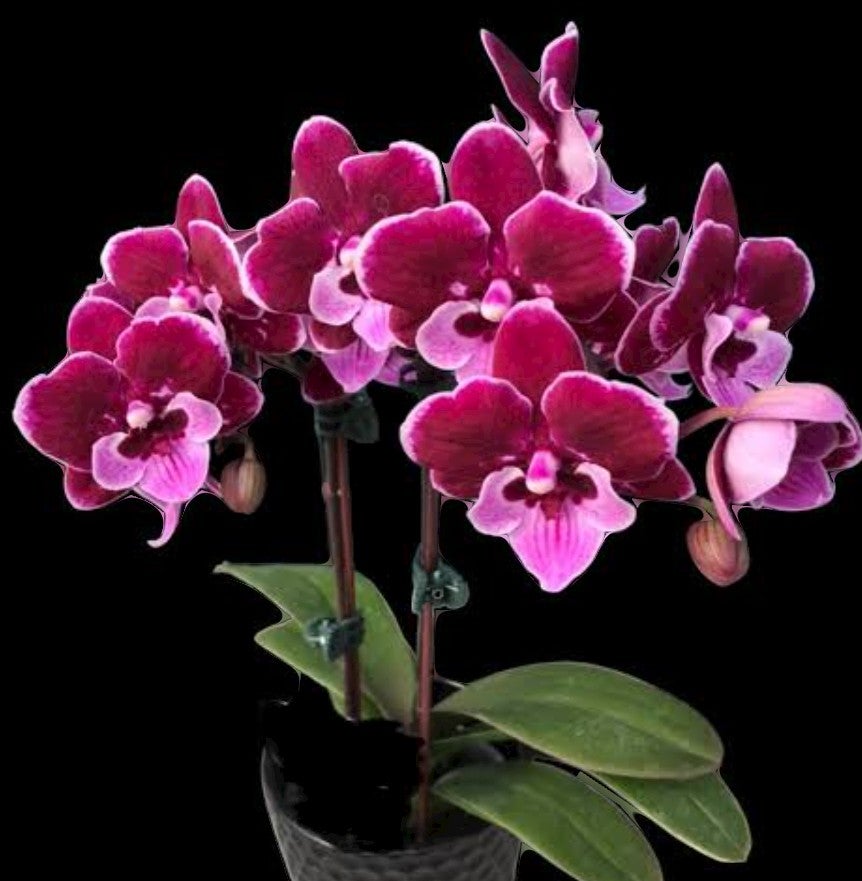 FONG PING ORCHIDS NURSERY