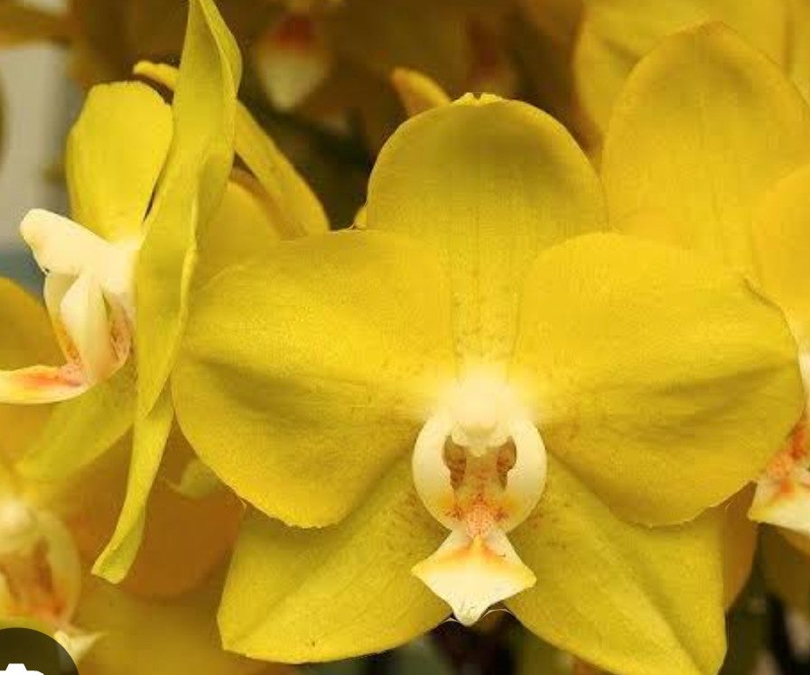 FONG PING ORCHIDS NURSERY