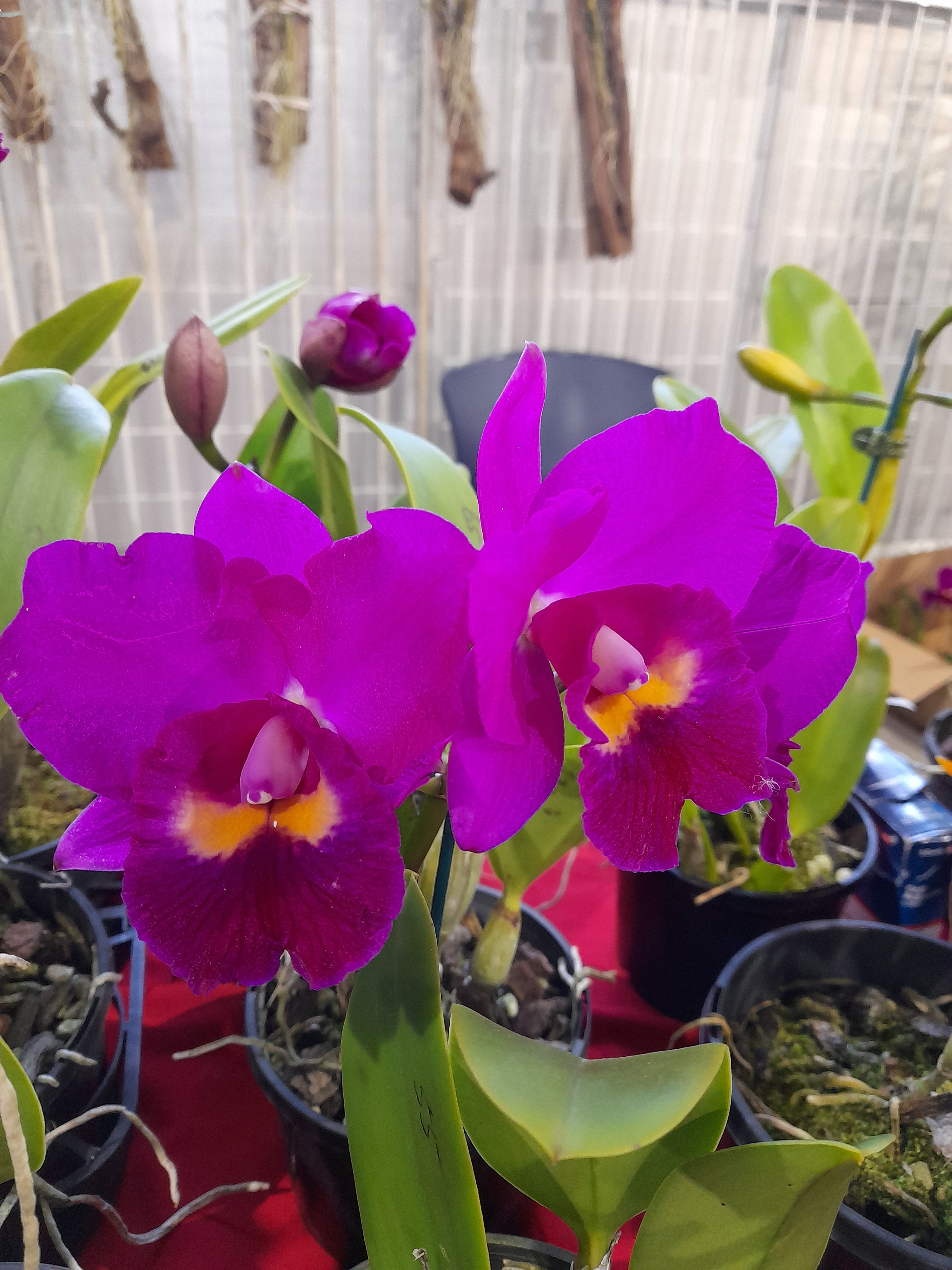 Rlc. Hsinying Aloha 'C. H. Super' - Vegetative | FONG PING ORCHIDS NURSERY