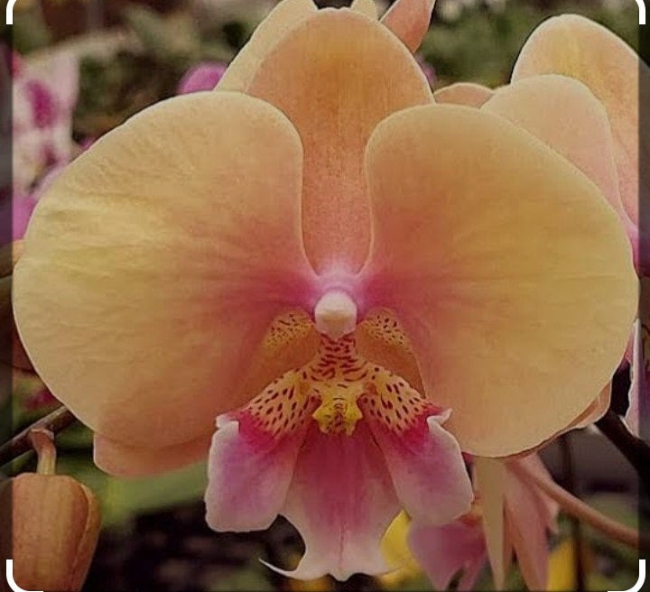 Phal. Allura Pleyel | FONG PING ORCHIDS NURSERY