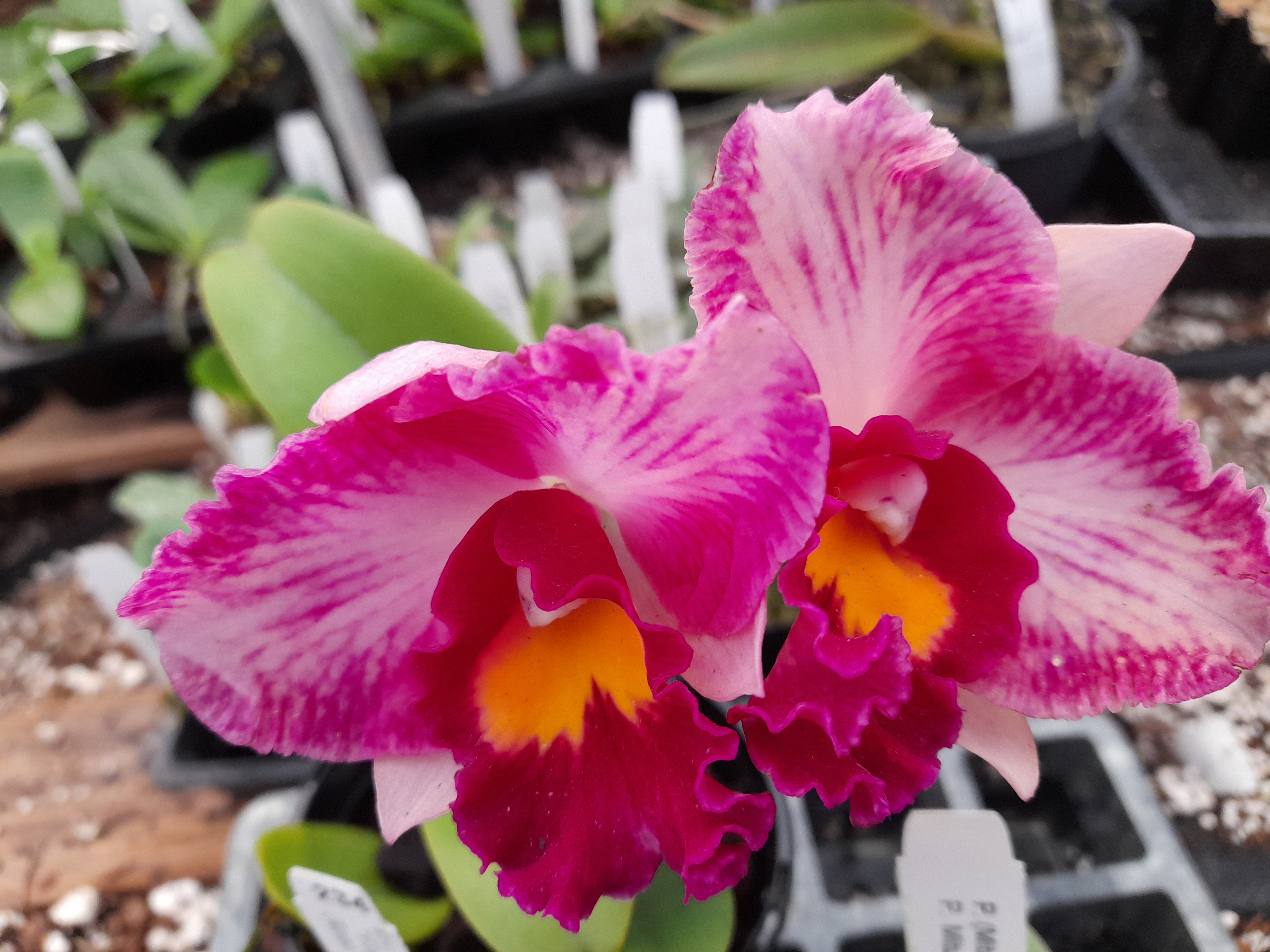 Rlc. Hsinying Scarlet 'Flame Dance' - Tubestock | FONG PING ORCHIDS NURSERY