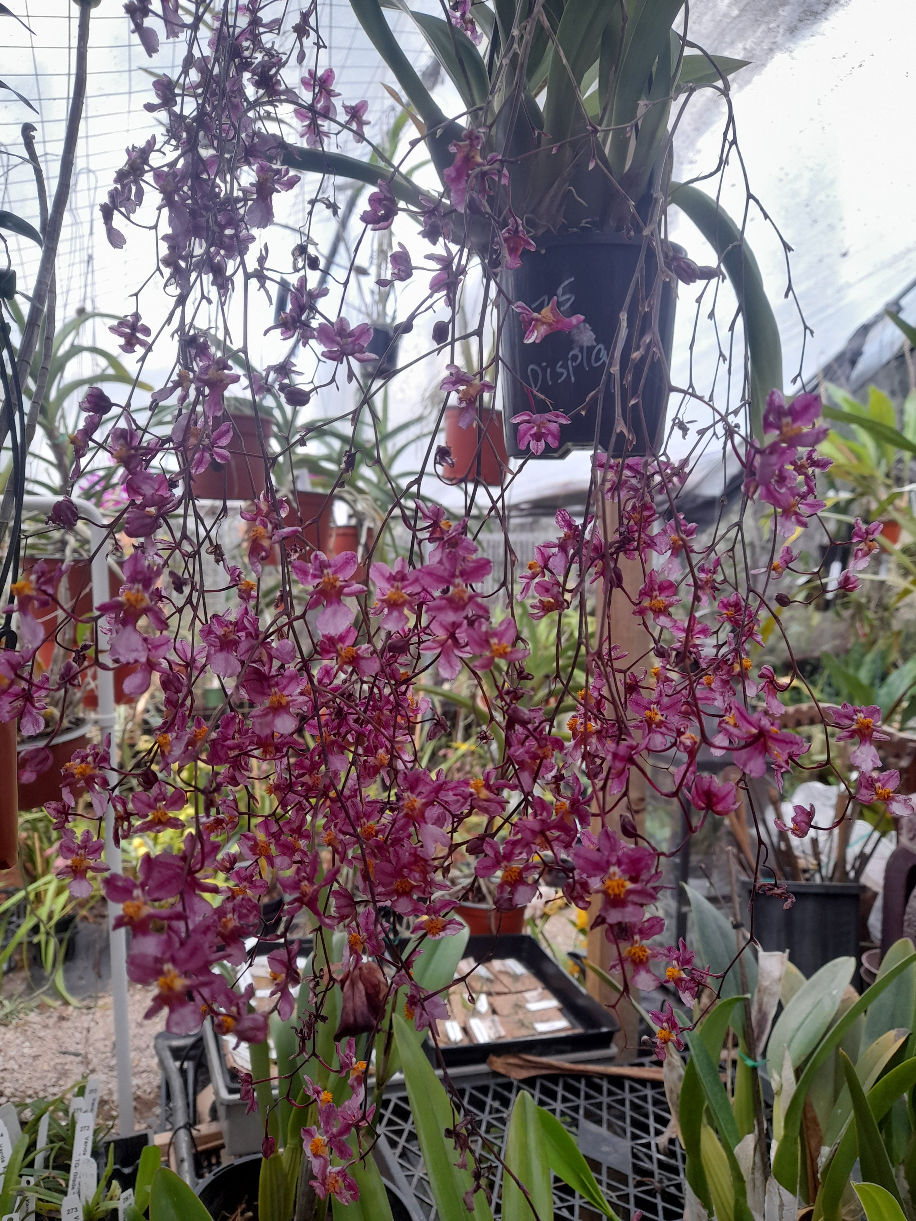 Onc. ornithorhynchum X onustum | FONG PING ORCHIDS NURSERY