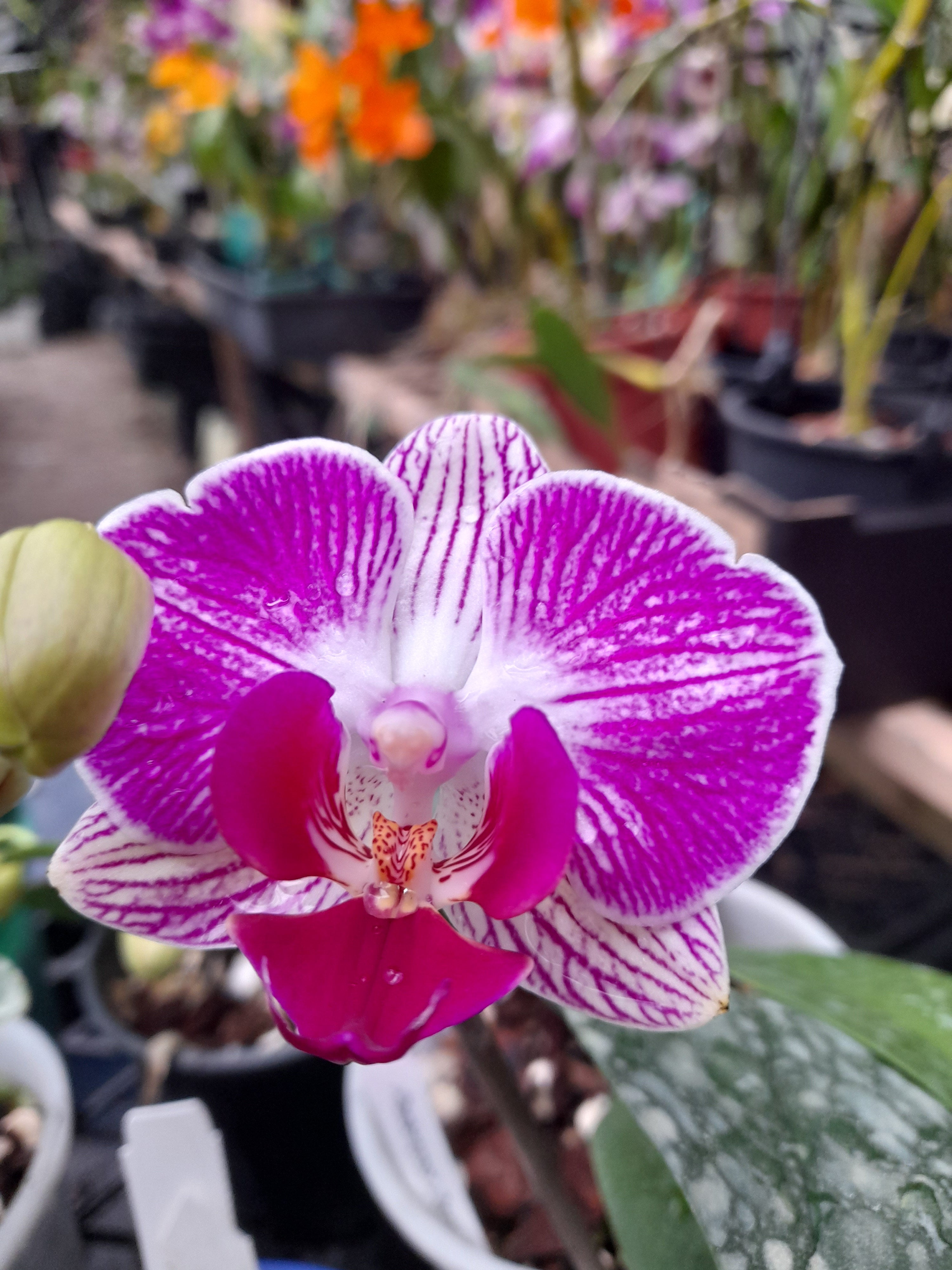 Phal Dragon Tree Paradise Flowering FONG PING ORCHIDS NURSERY