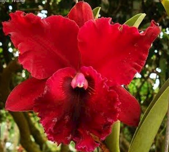 Rlc. Chialin 'Bau Ching Tien' - Tubestock | FONG PING ORCHIDS NURSERY