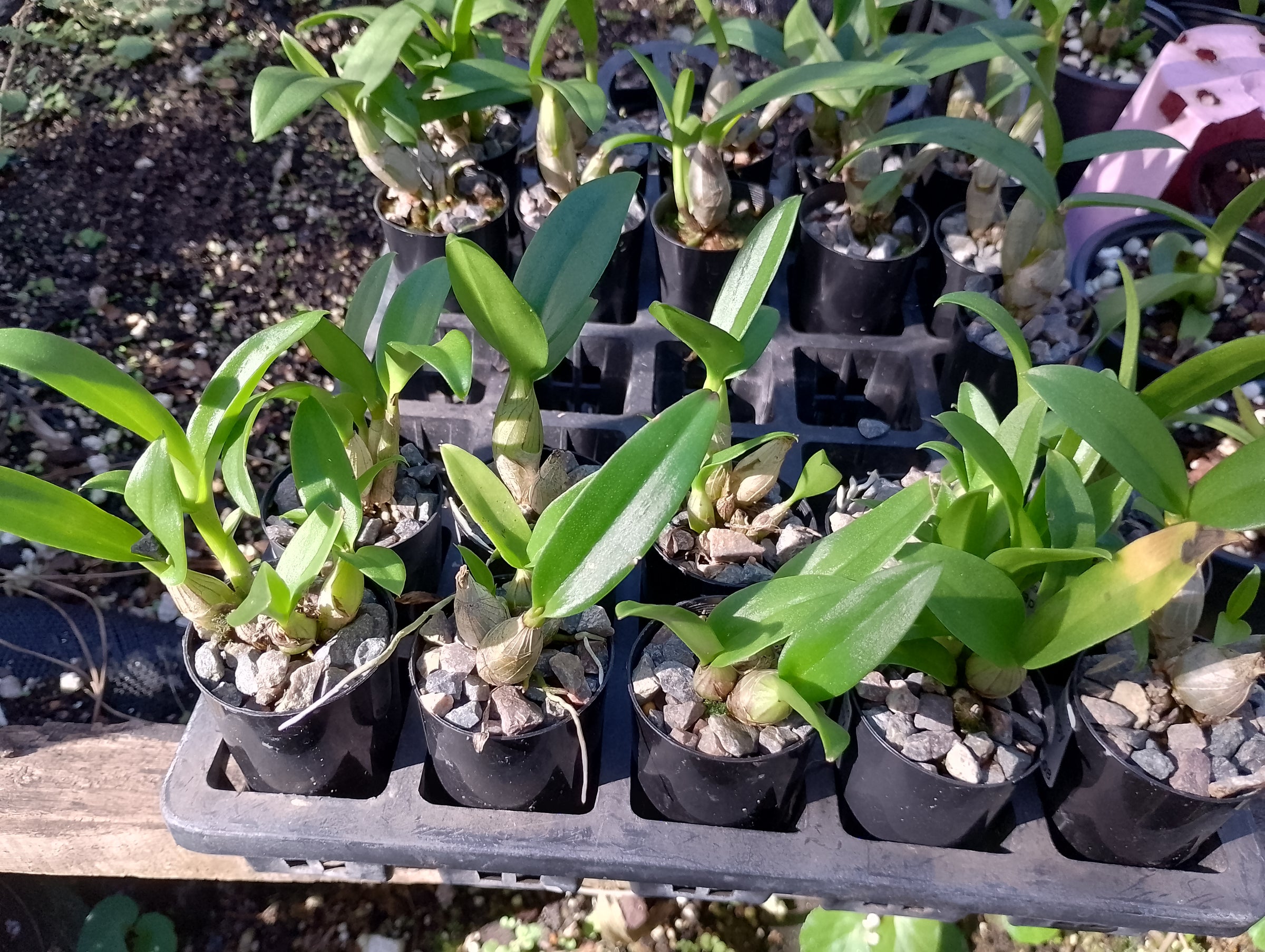 Den. Baby Happy Holiday '#706' mc - Tubestock | FONG PING ORCHIDS NURSERY