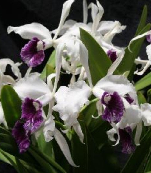 Cattleya Lord dessler - Tubestock | FONG PING ORCHIDS NURSERY