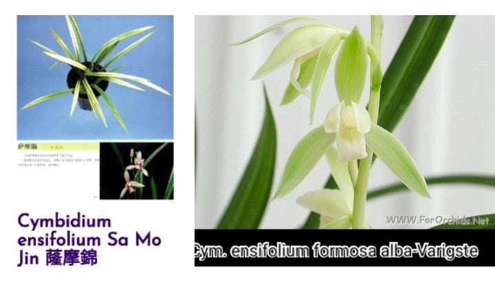 Cymbidium ensifolium formosa alba X ensifolium formosa 'Sa Mo Jin ...
