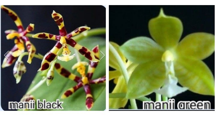 FONG PING ORCHIDS NURSERY