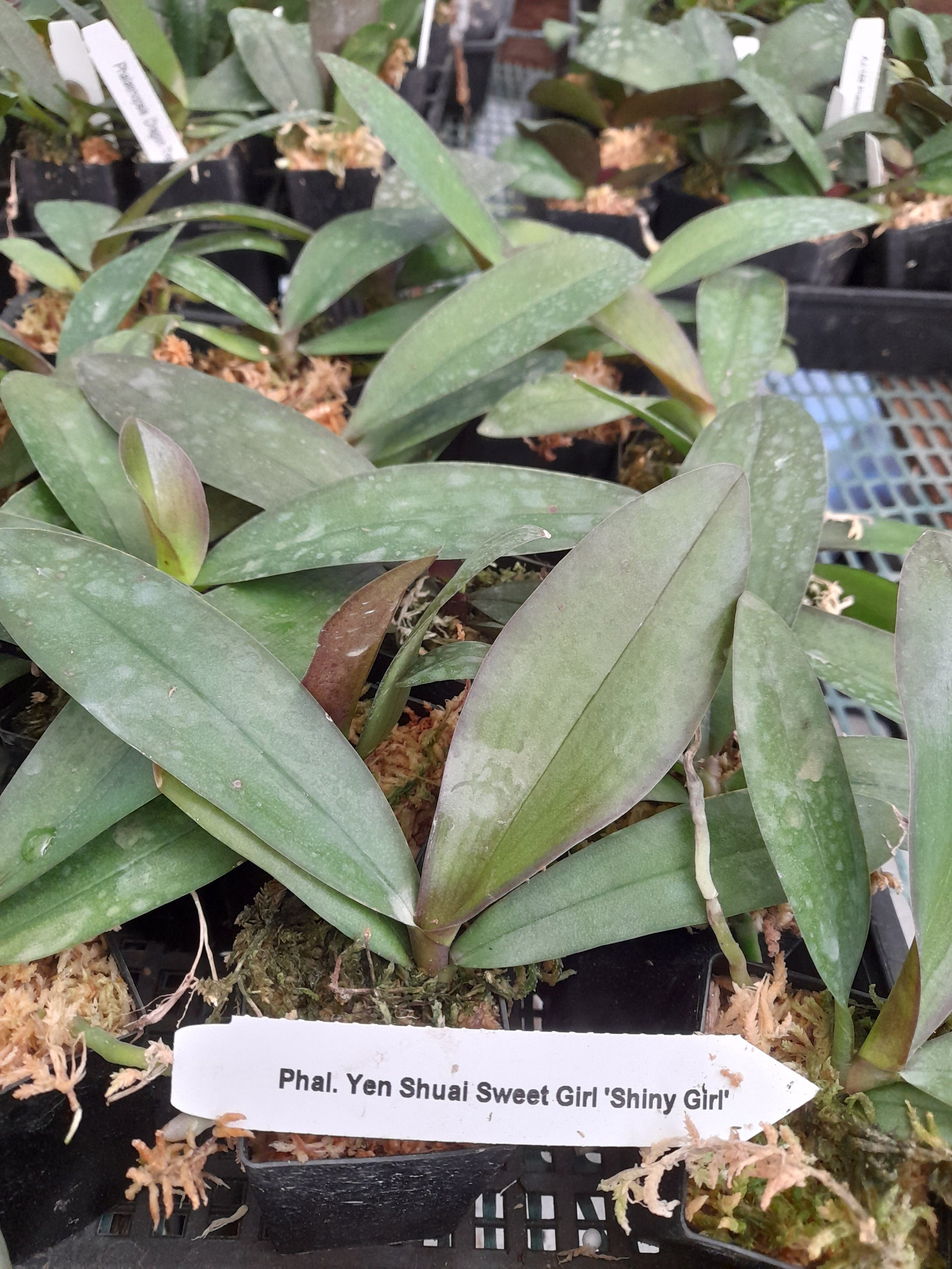 Phal. Yen Shuai Sweet Girl 'Shiny Girl' | FONG PING ORCHIDS NURSERY