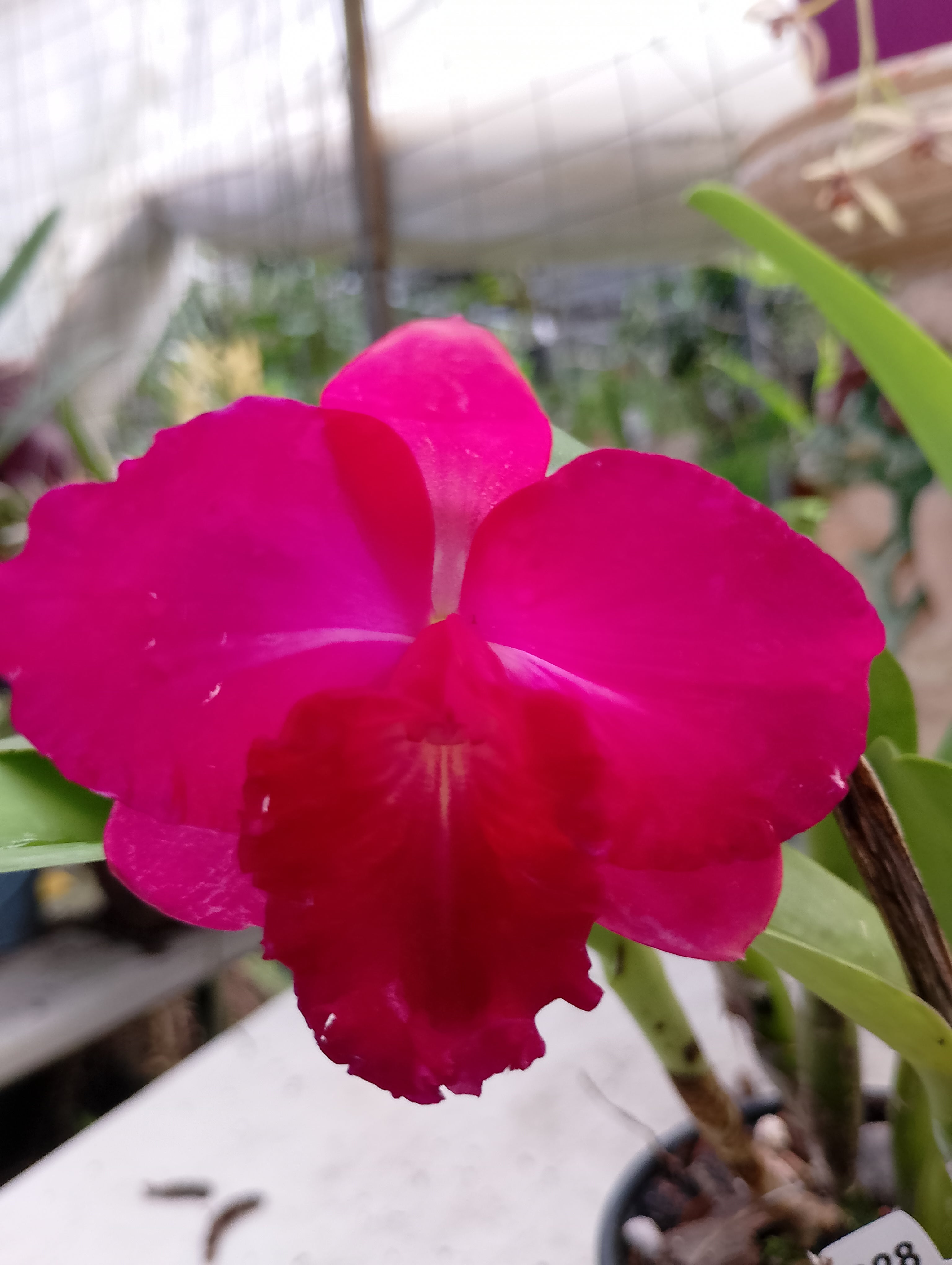 Ctt. Dogashima Sunset X Rlc. Shinfong honey 'Happy Sunset' mc | FONG ...
