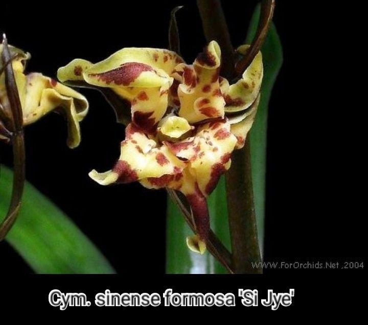 Cym. sinense formosa 'Si Jye' | FONG PING ORCHIDS NURSERY