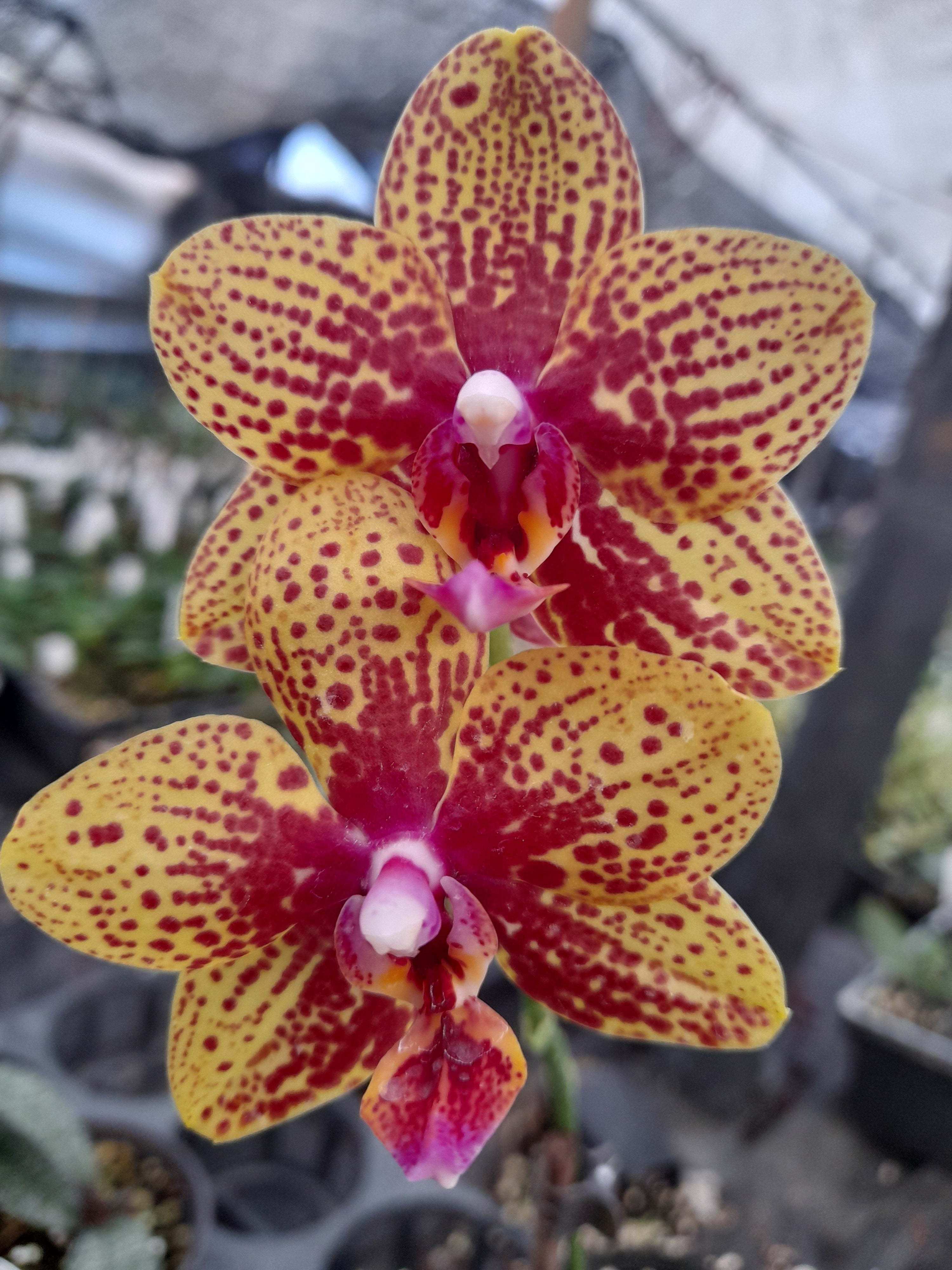 Phal. GW Green World 'Snakeskin' - Tubestock | FONG PING ORCHIDS NURSERY
