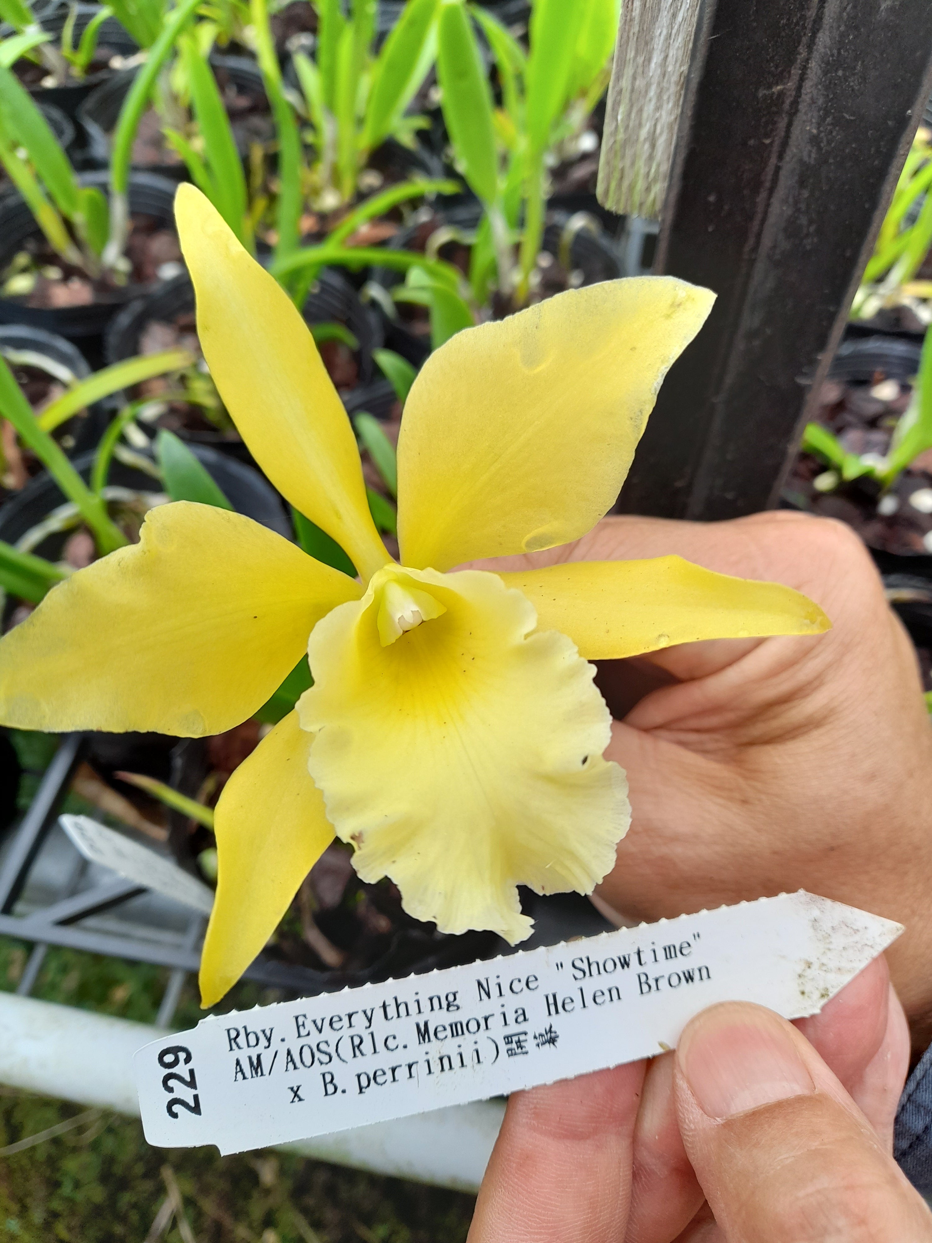 Rby. Everything Nice 'Showtime' AM/AOS | FONG PING ORCHIDS NURSERY