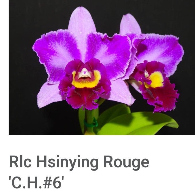 Rlc. Hsinying Rouge 'CH #6' mc - Tubestock | FONG PING ORCHIDS NURSERY