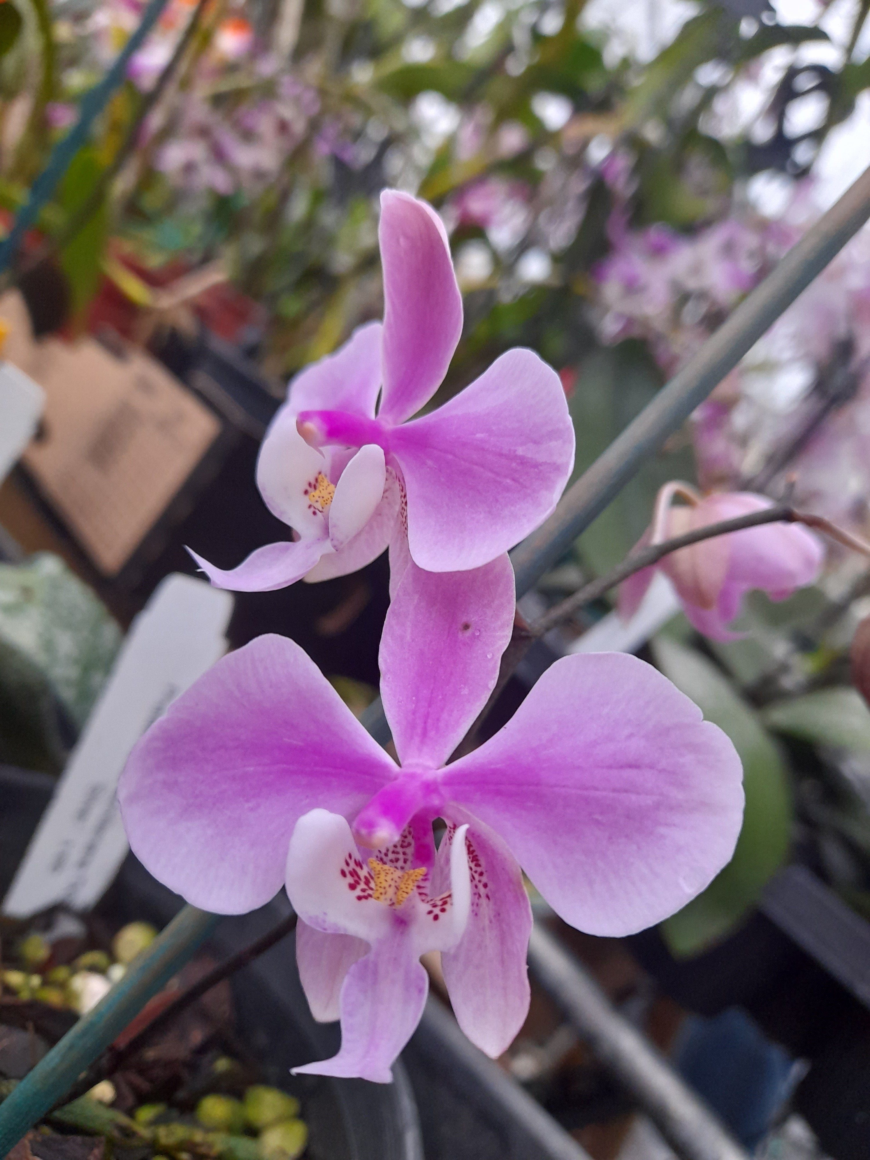 Phalaenopsis schilleriana sub. TKB X sib | FONG PING ORCHIDS NURSERY