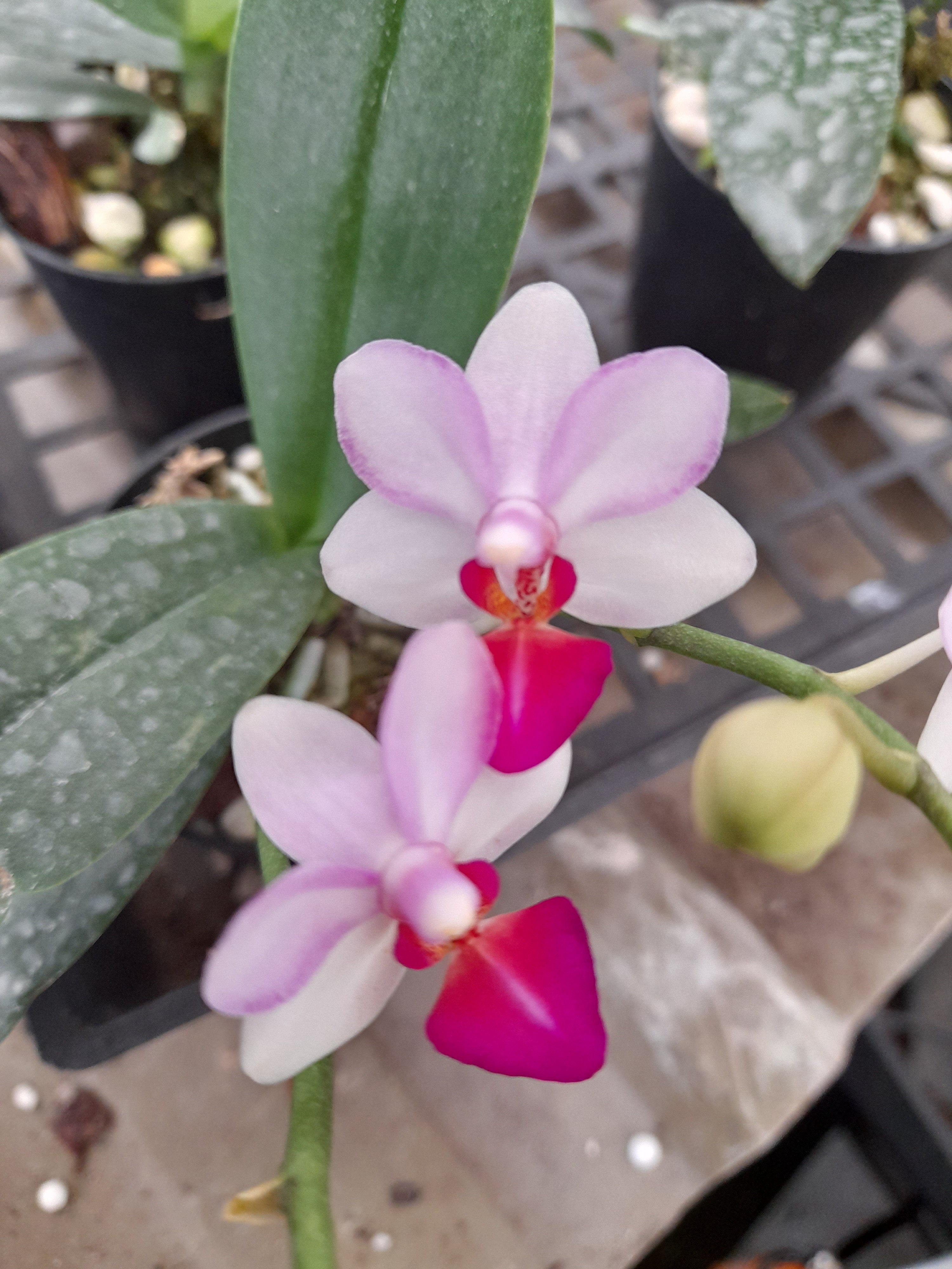 Phal. Liu's Berry 'Trinity' - Tubestock | FONG PING ORCHIDS NURSERY