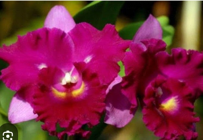 Rlc. Hsinying Mini Dancer 'C. H. 1' | FONG PING ORCHIDS NURSERY