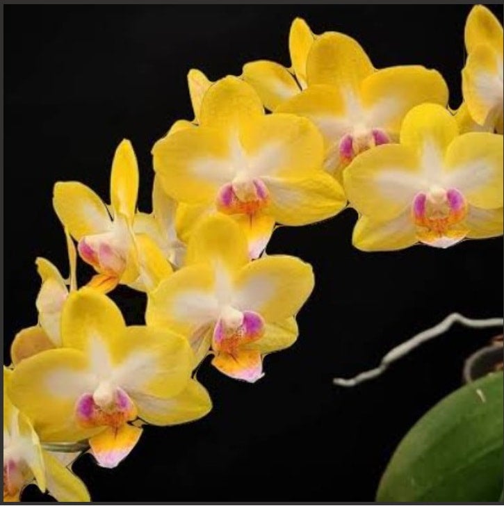 Phal. Yen Shuai Sweet Girl 'Shiny Girl' | FONG PING ORCHIDS NURSERY
