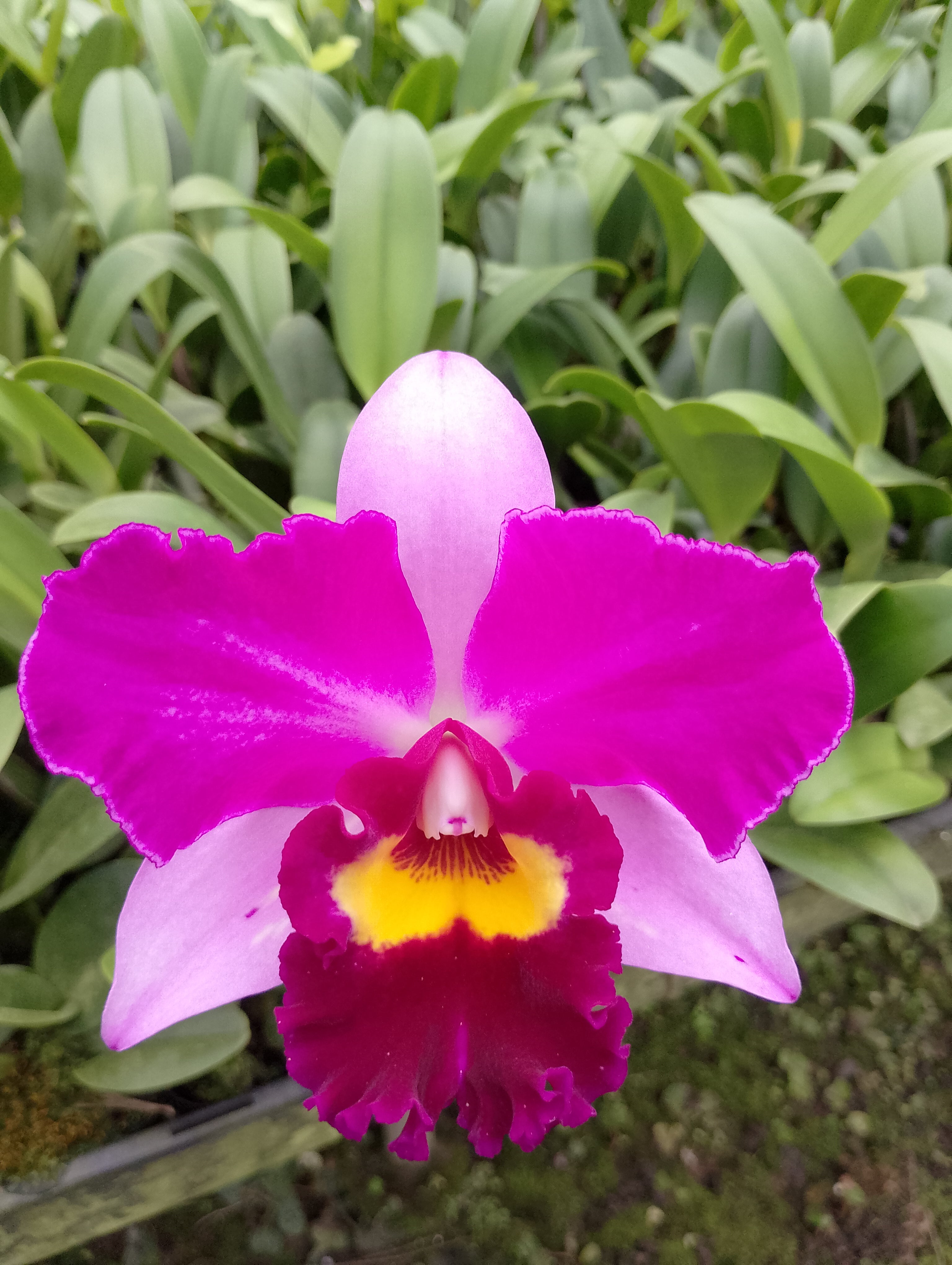 Rlc. Hsinying Rouge 'C. H. #6' | FONG PING ORCHIDS NURSERY
