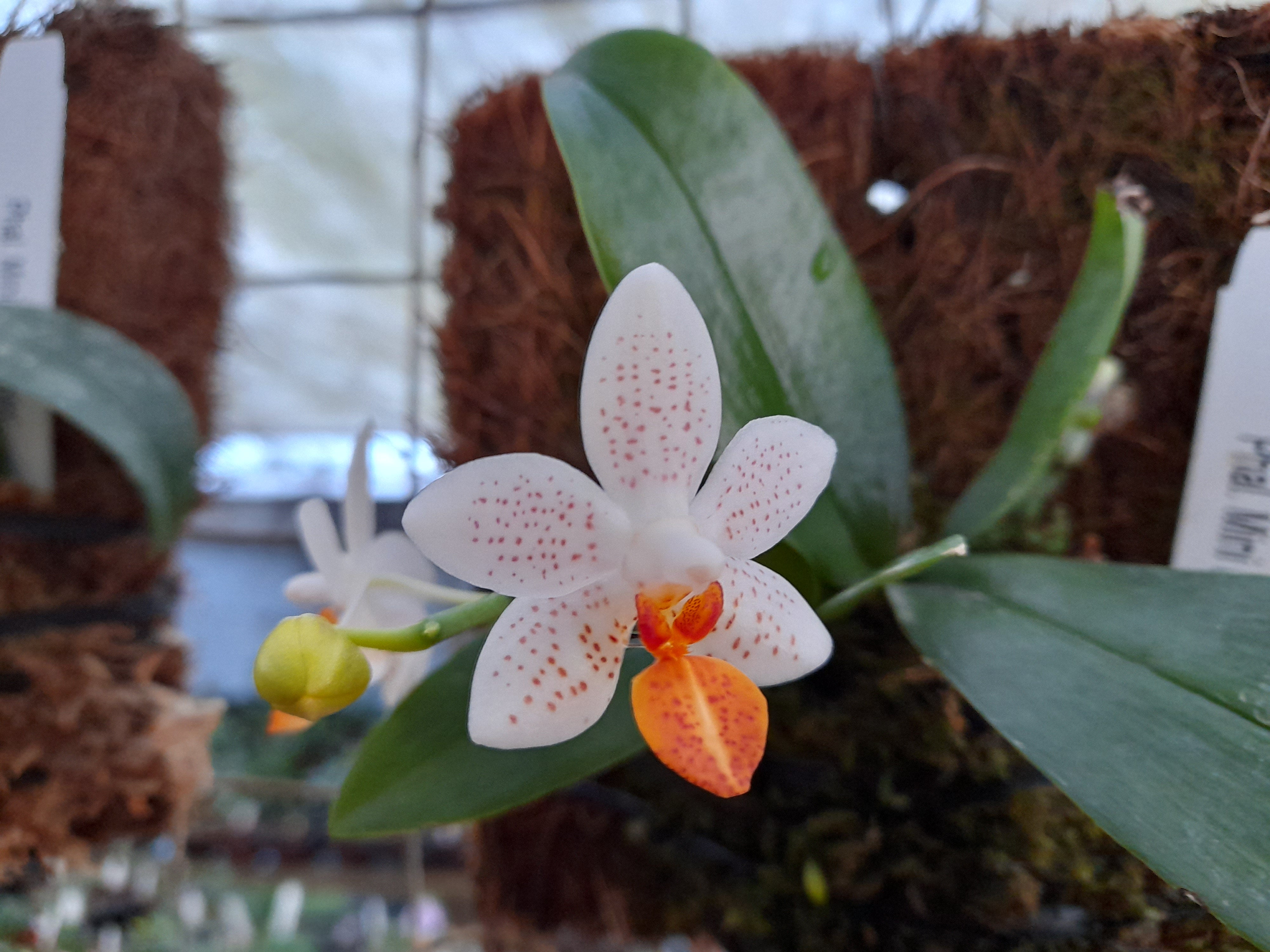 FONG PING ORCHIDS NURSERY