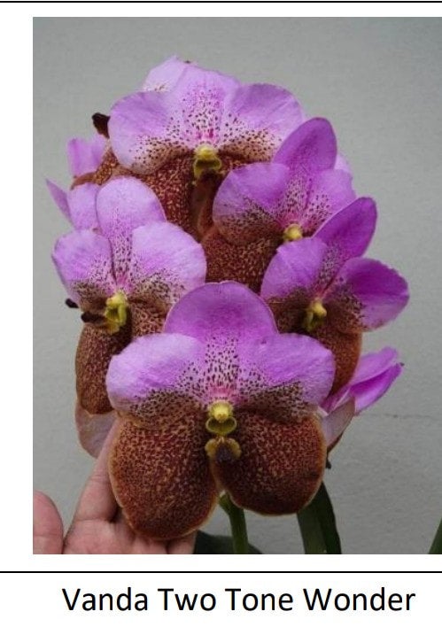 Vanda Two Tone Wonders - Tubestock | FONG PING ORCHIDS NURSERY