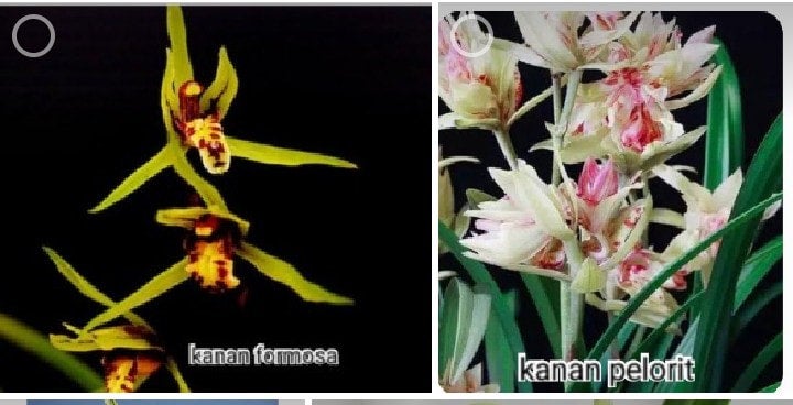 Cymbidium Kanan formosa 'Su Lu' X Kanan formosa peloric 'Peoni Rose ...