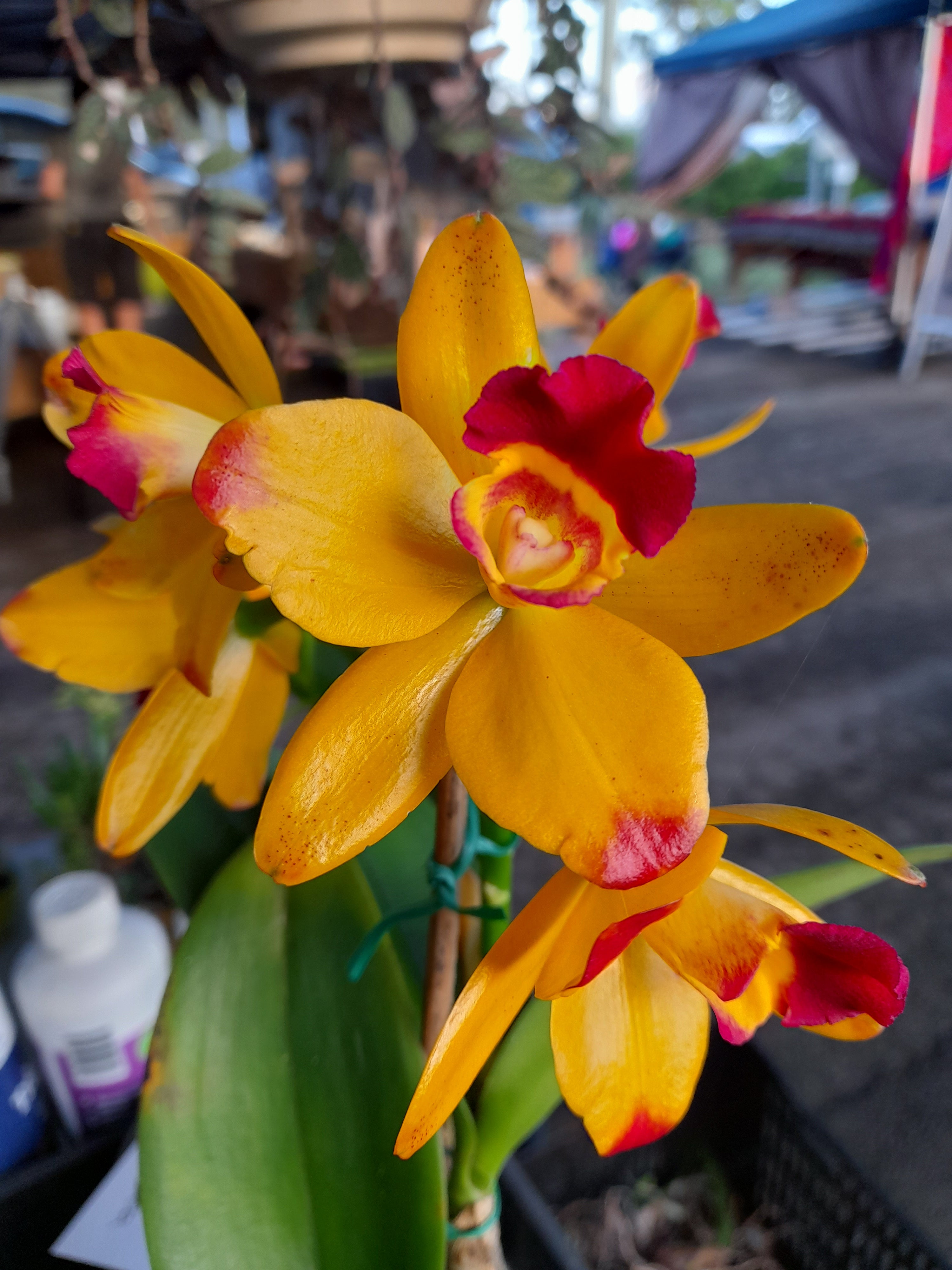 Ctt. Ploenpit Fantasy 'Golden Pin 5' | FONG PING ORCHIDS NURSERY