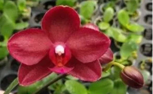 Phal. Allura Cabernet | FONG PING ORCHIDS NURSERY