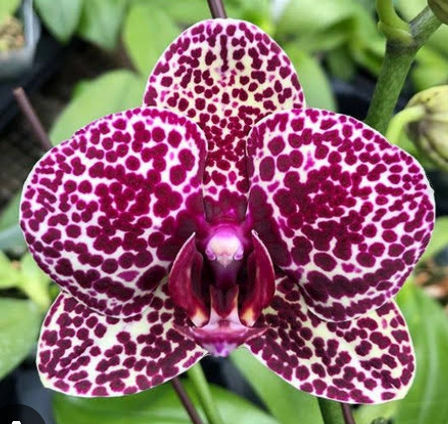 FONG PING ORCHIDS NURSERY