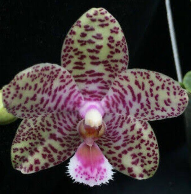 Phal. Natasha 'Aeiko' mc AM/OSROC | FONG PING ORCHIDS NURSERY