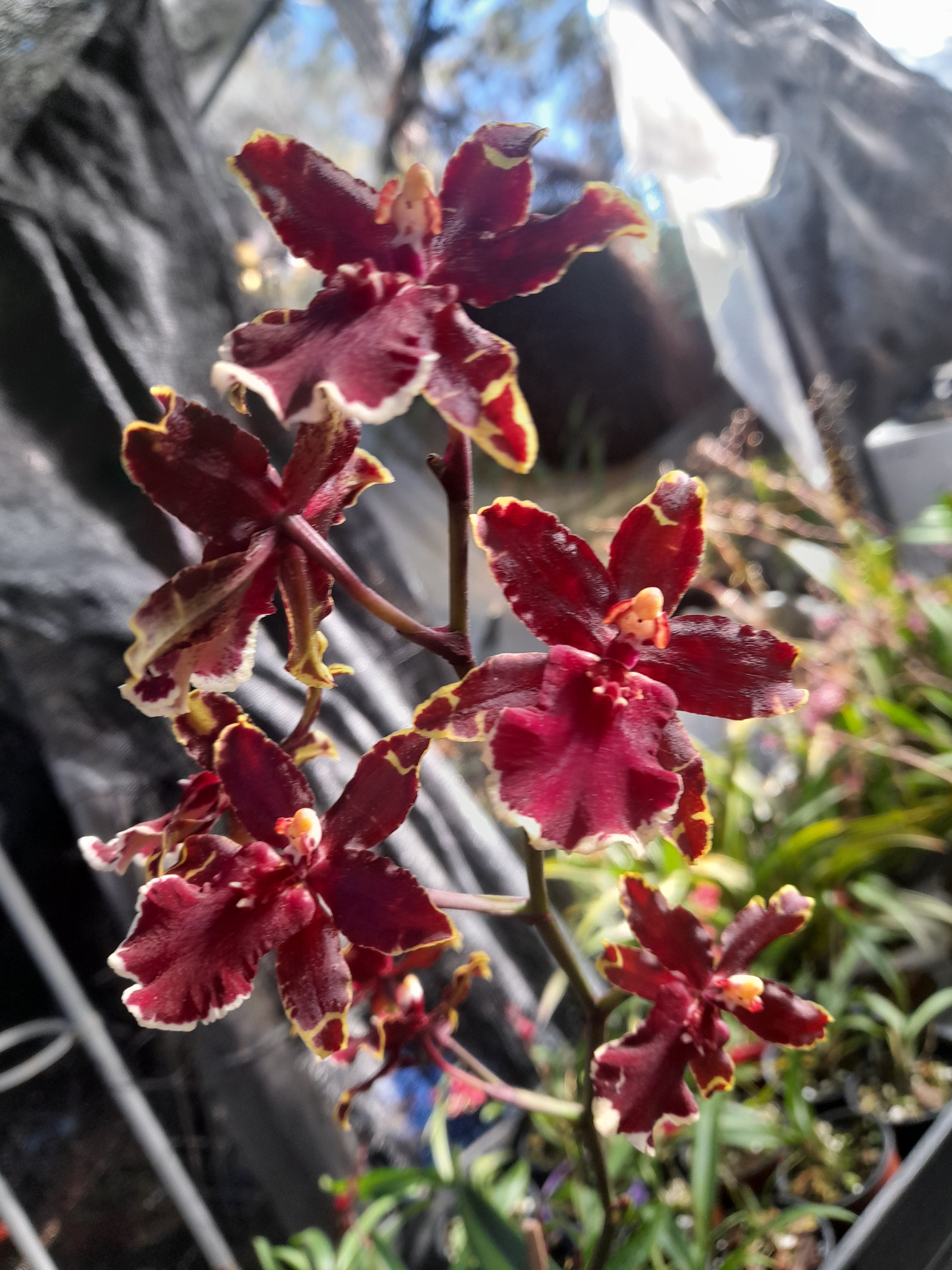 Odcdm. Wildcat 'Red Star' - Tubestock | FONG PING ORCHIDS NURSERY