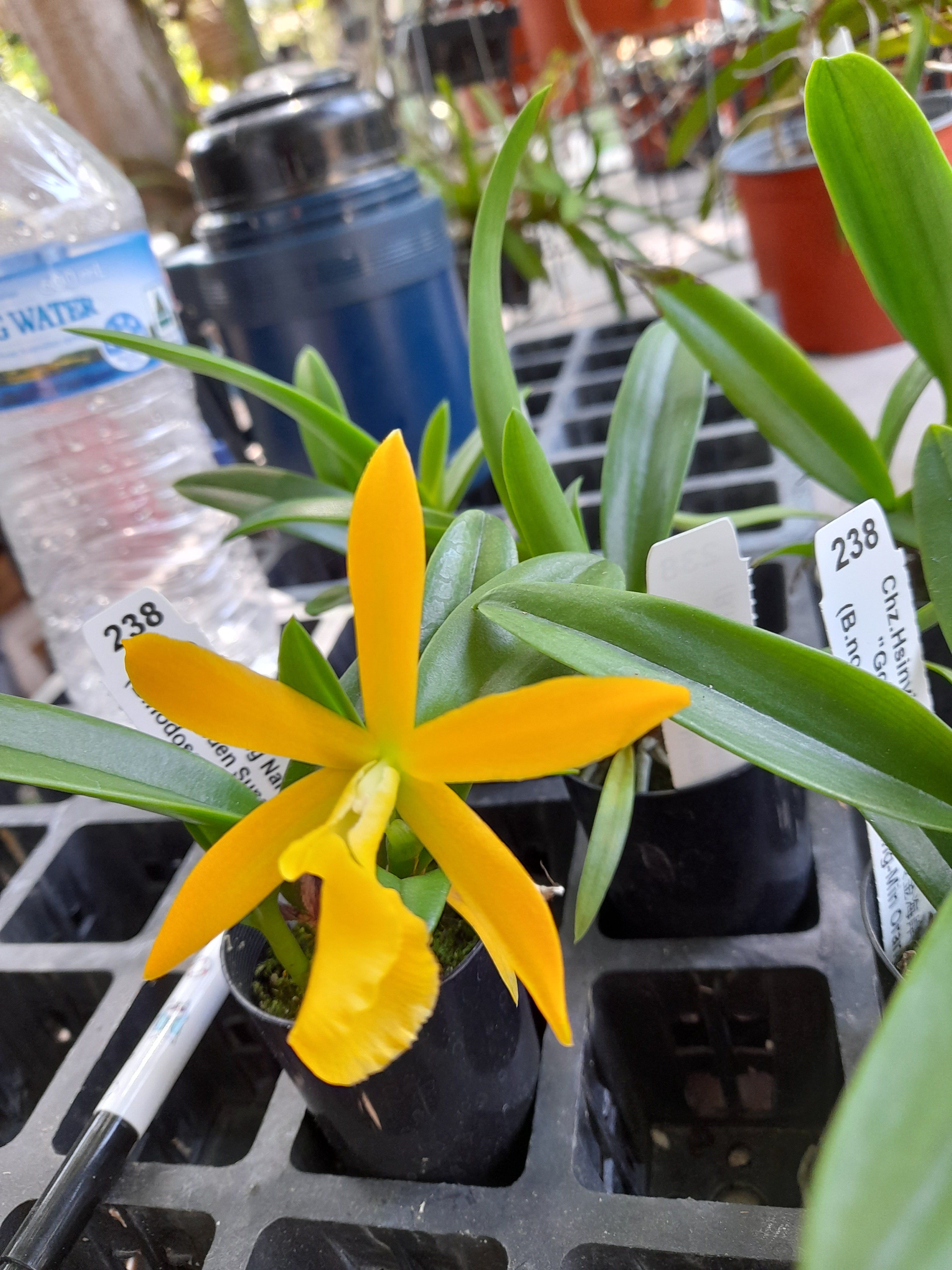 Chz. Hsinying Naranja 'Golden Sunshine' mc - Tubestock | FONG PING ...