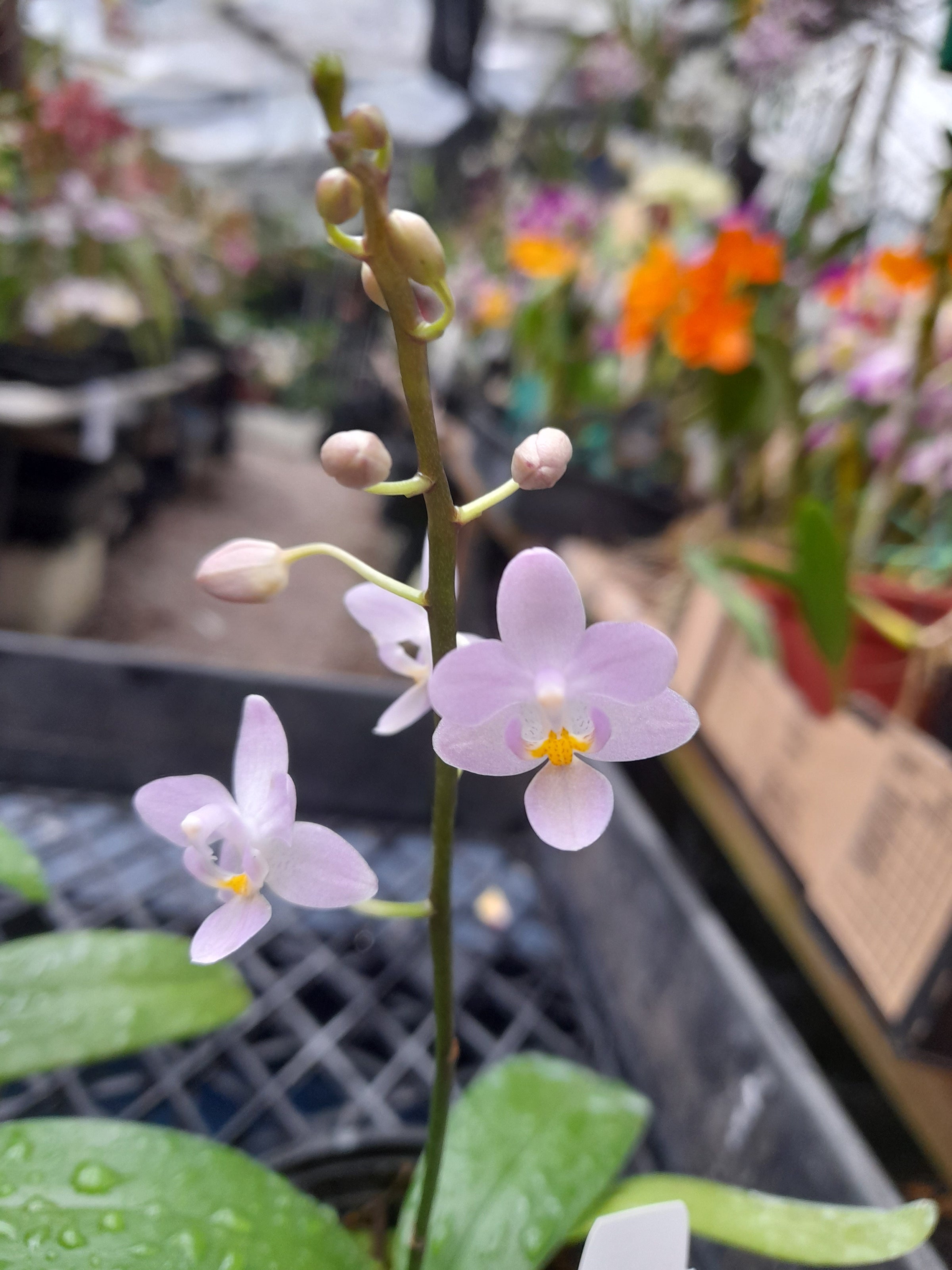 Phal. equestris coerulea | FONG PING ORCHIDS NURSERY
