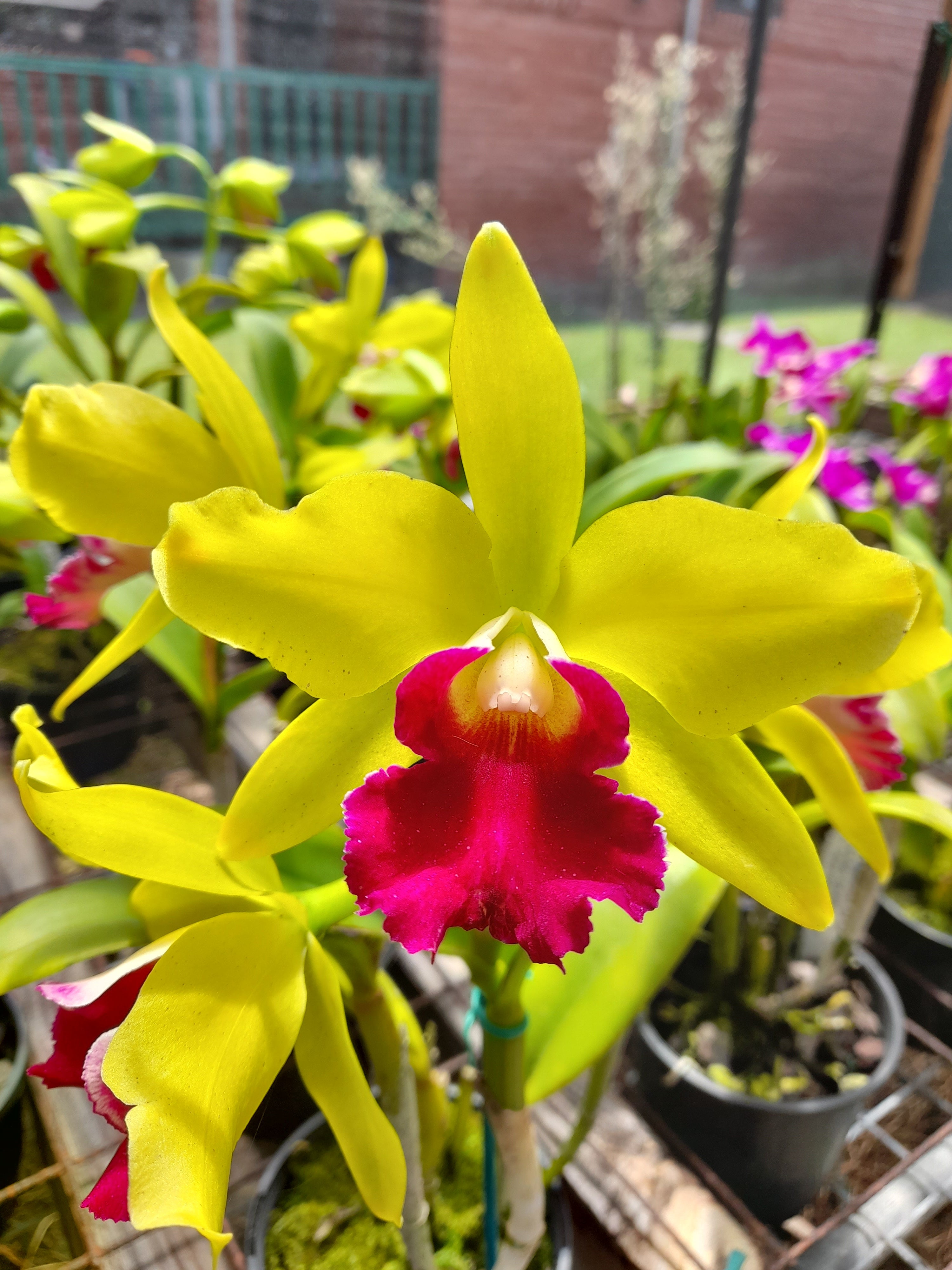 Lc. Star Garden 'Ever Green' | FONG PING ORCHIDS NURSERY