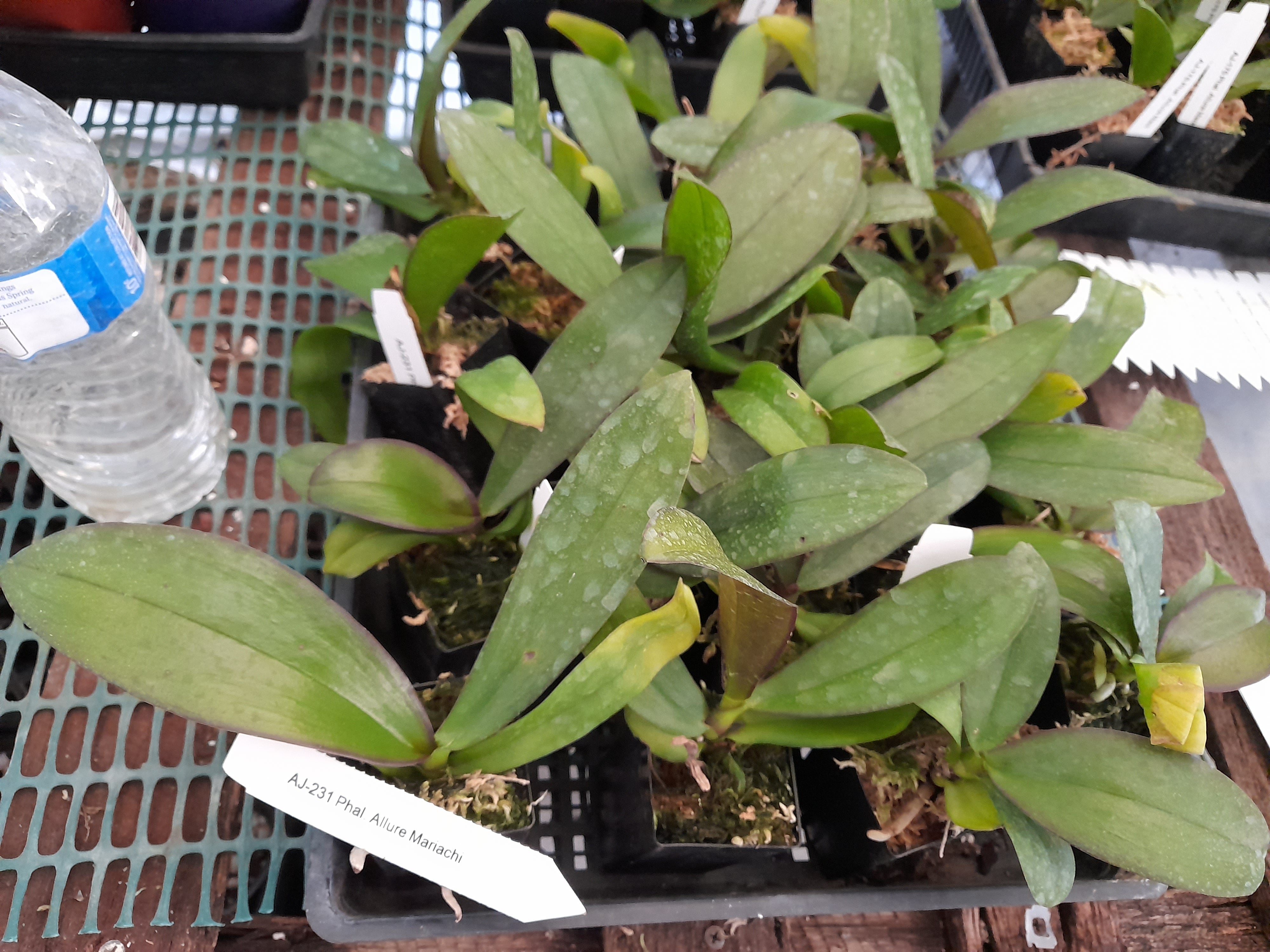 Phal. Allura Mariachi | FONG PING ORCHIDS NURSERY