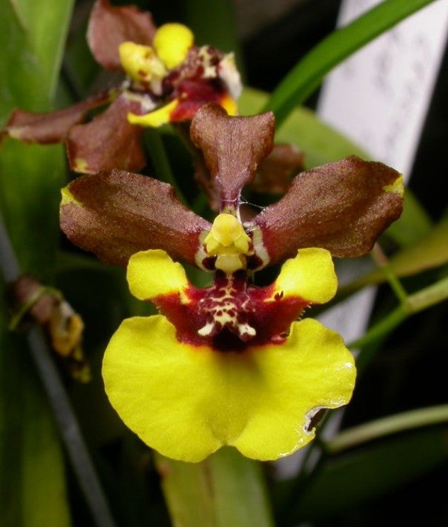 Onc. croesus | FONG PING ORCHIDS NURSERY