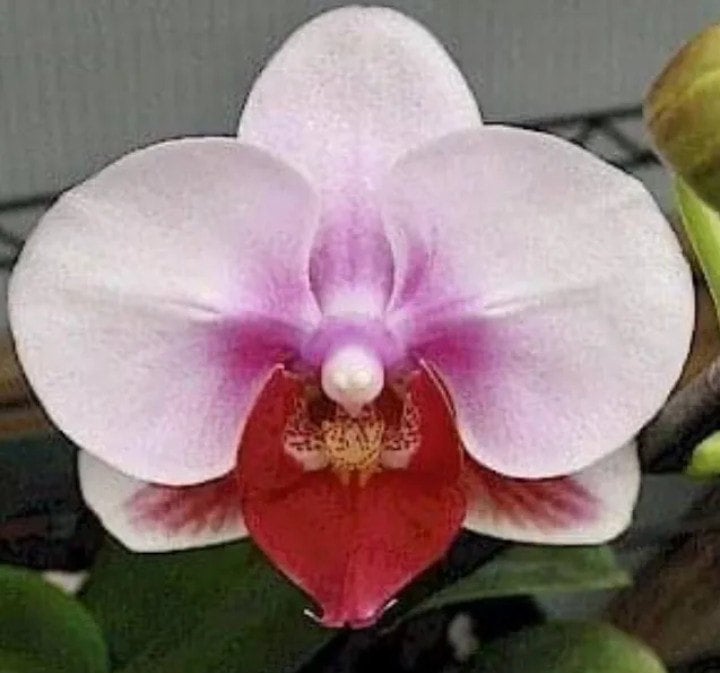 Phal. Sogo Kitty - Flowering | FONG PING ORCHIDS NURSERY