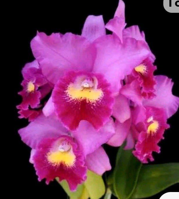 Chz. Hsinying Pink Doll 'Pink Doll BM/TOGA | FONG PING ORCHIDS NURSERY