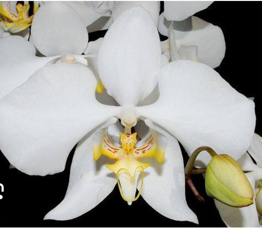 FONG PING ORCHIDS NURSERY