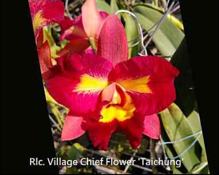 Rlc. Village Chief Flower 'Taichung' - Tubestock | FONG PING ORCHIDS ...