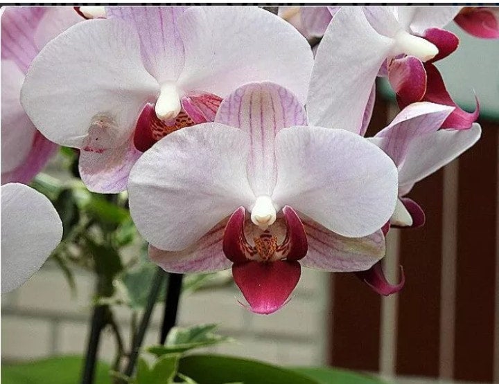 Phal. Miki Cotton Candy 'First Love' | FONG PING ORCHIDS NURSERY