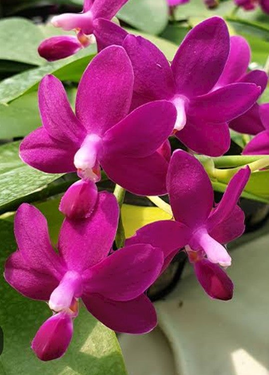 Phal. Sapphire's Galah | FONG PING ORCHIDS NURSERY