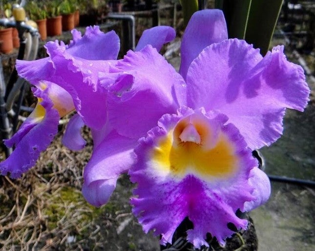 Rlc. Artist's Pride 'Taichung' - Vegetative | FONG PING ORCHIDS NURSERY