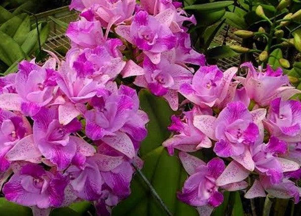 C. Monte Elegante | FONG PING ORCHIDS NURSERY