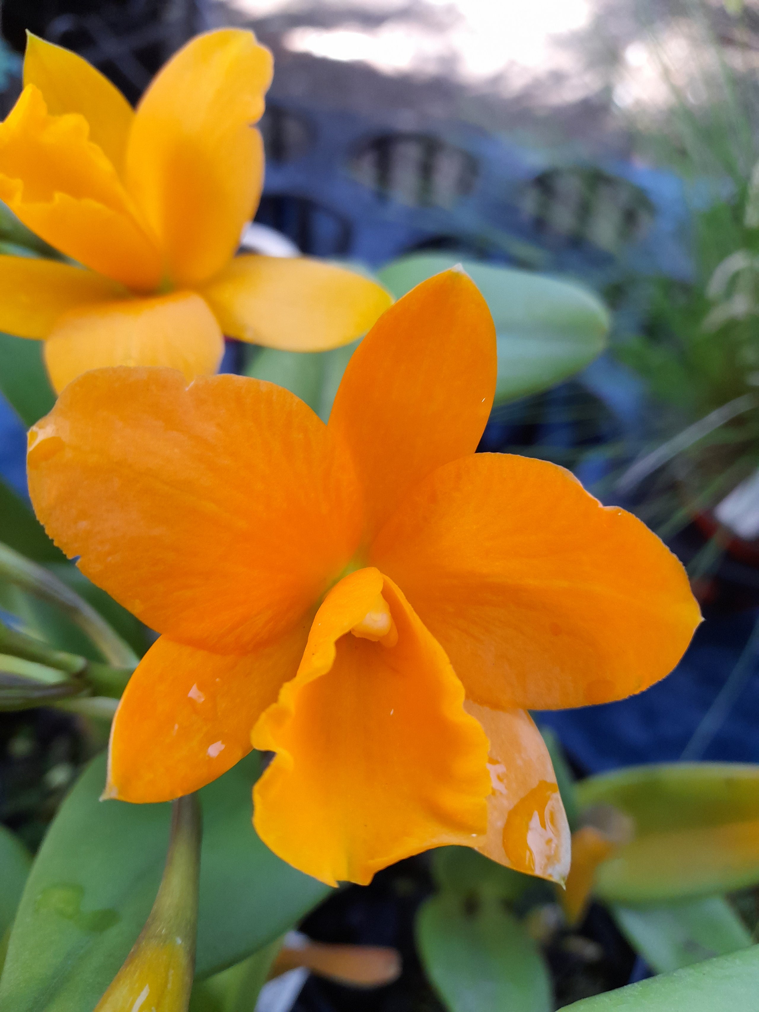 Rth. Hsinying Orange Nugget 'Orange Queen' | FONG PING ORCHIDS NURSERY