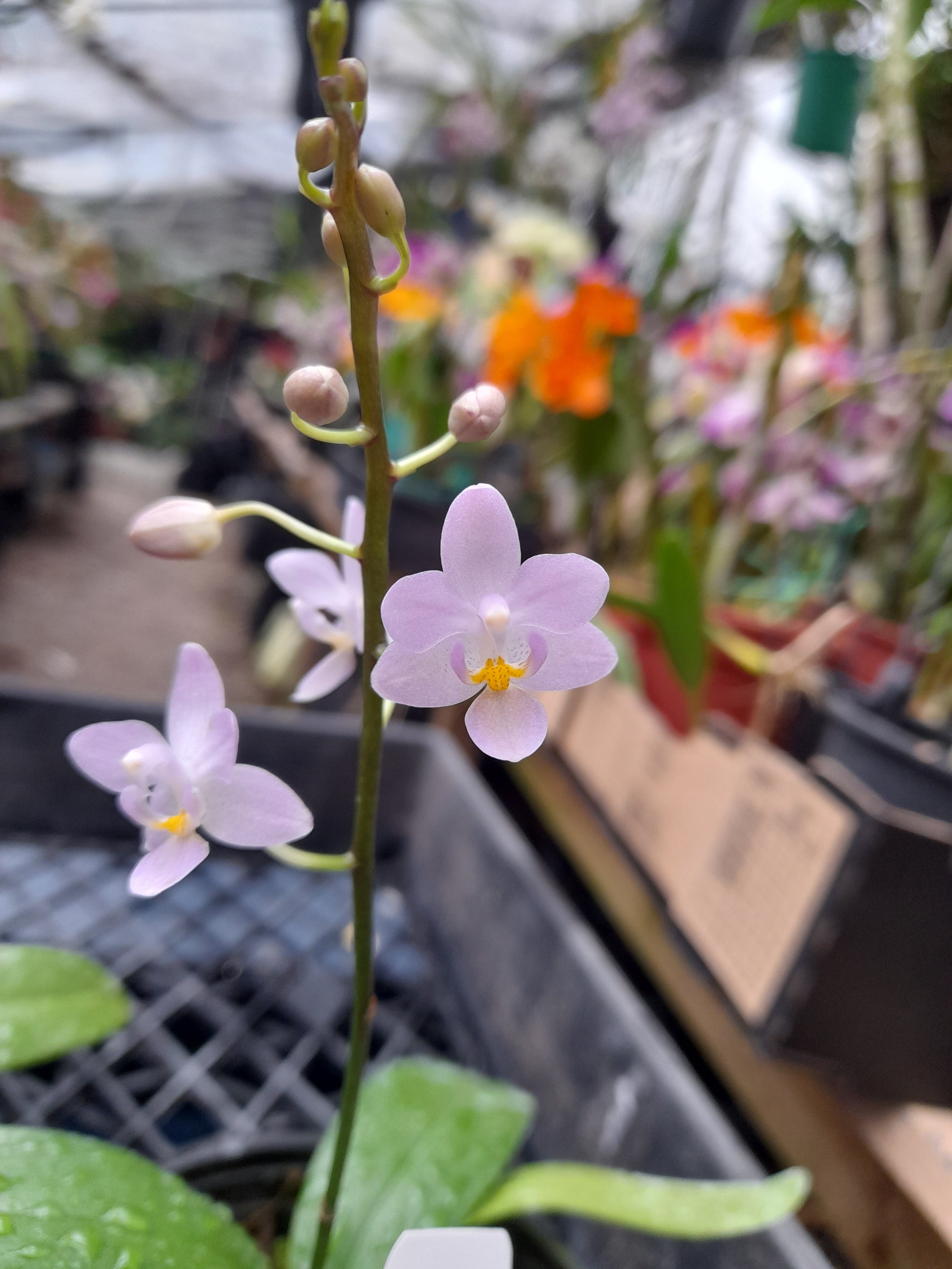 Phal. equestris coerulea | FONG PING ORCHIDS NURSERY