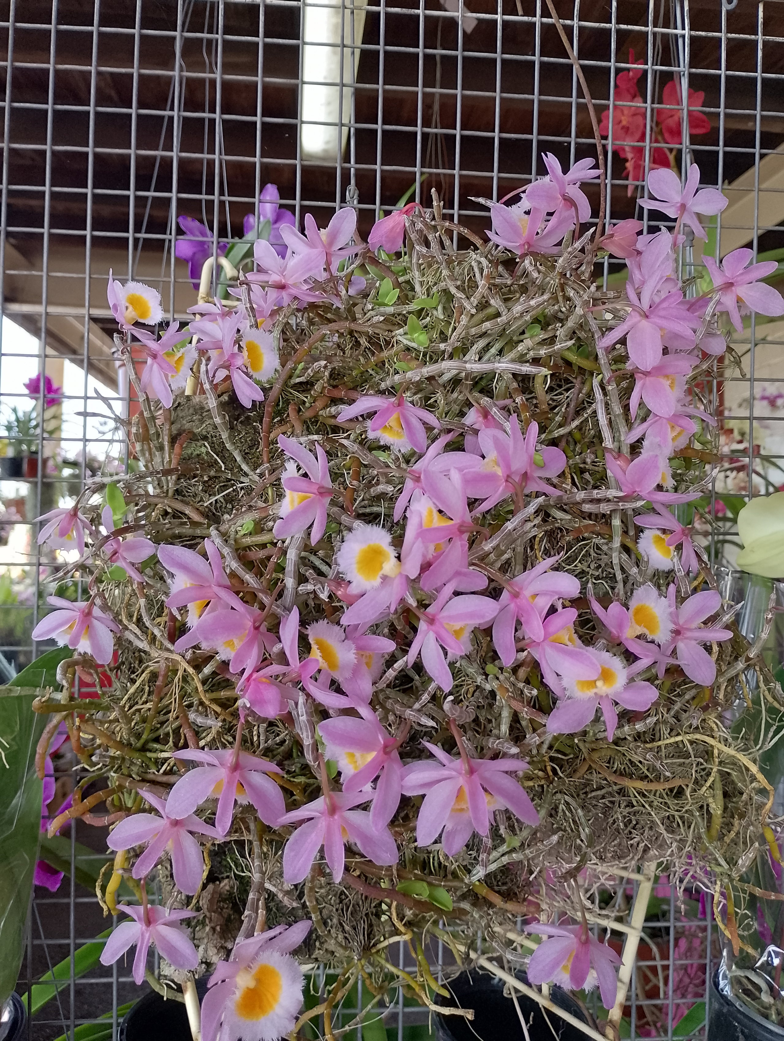Den. loddigesii - Medium | FONG PING ORCHIDS NURSERY