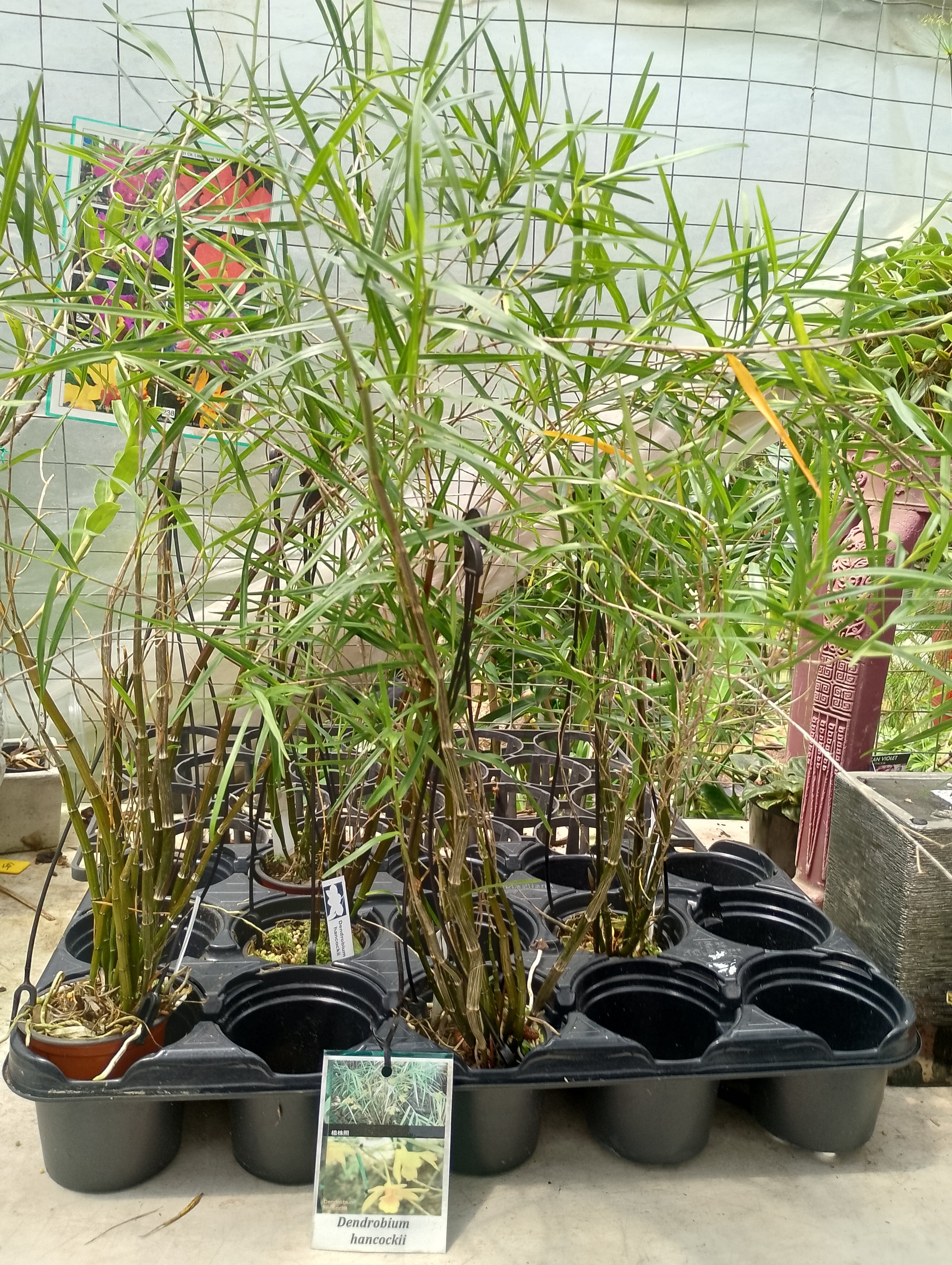 Den. hancockii | FONG PING ORCHIDS NURSERY